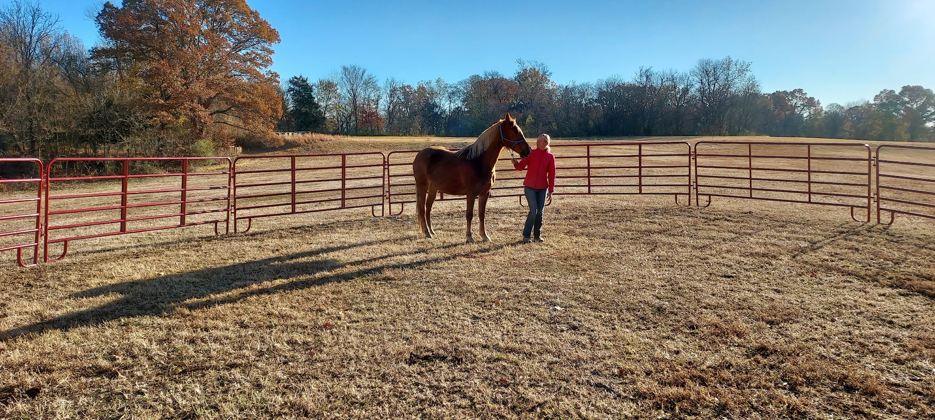 Angel Arriving – Home Safe Horses
