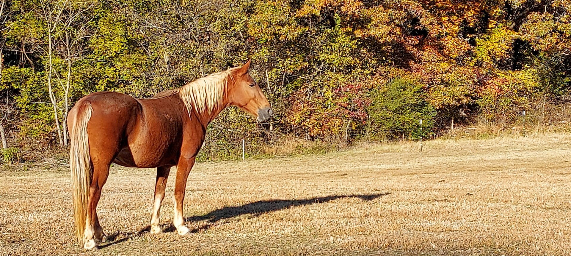 Angel Arriving – Home Safe Horses